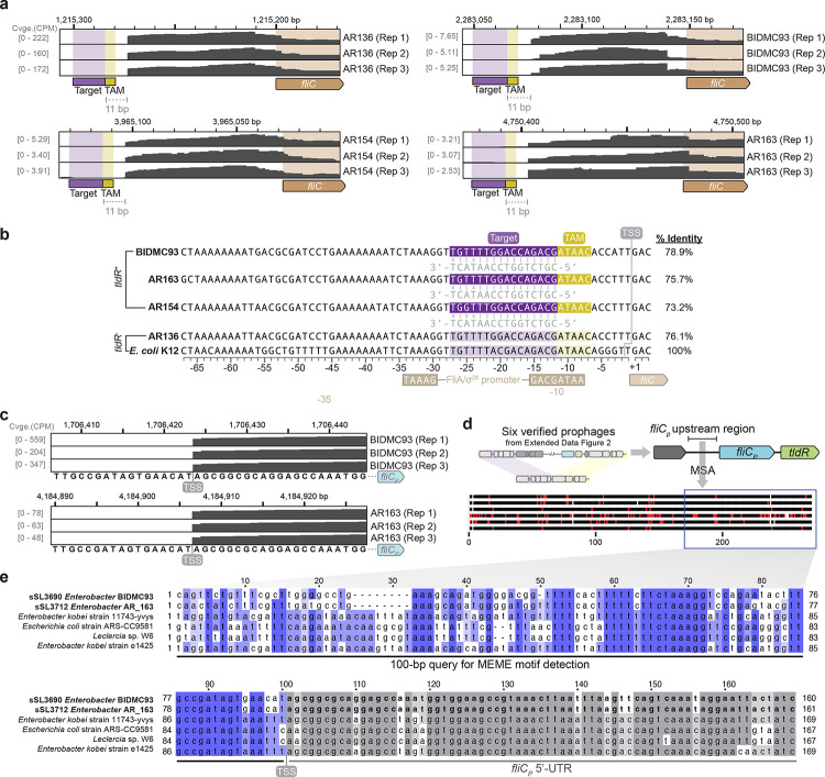 Emergence of RNA-guided transcription factors via domestication of transposon-encoded TnpB ...