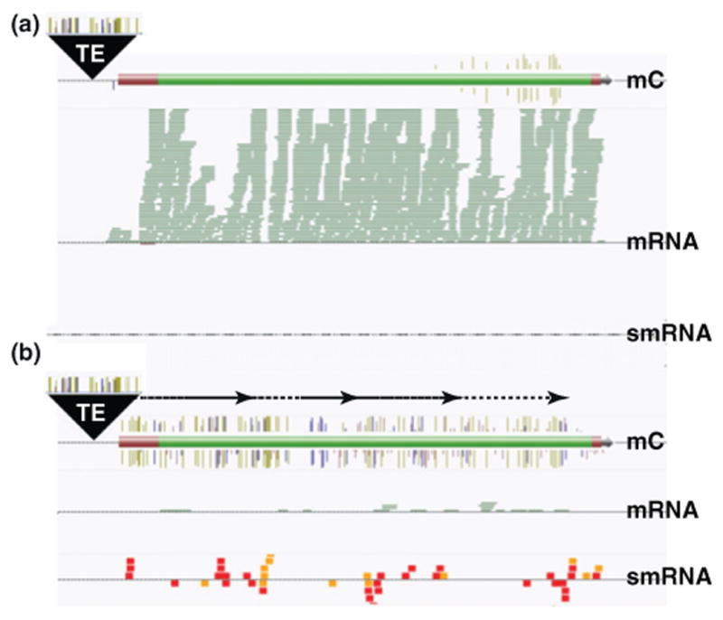Epigenetic and epigenomic variation in Arabidopsis thaliana - PMC