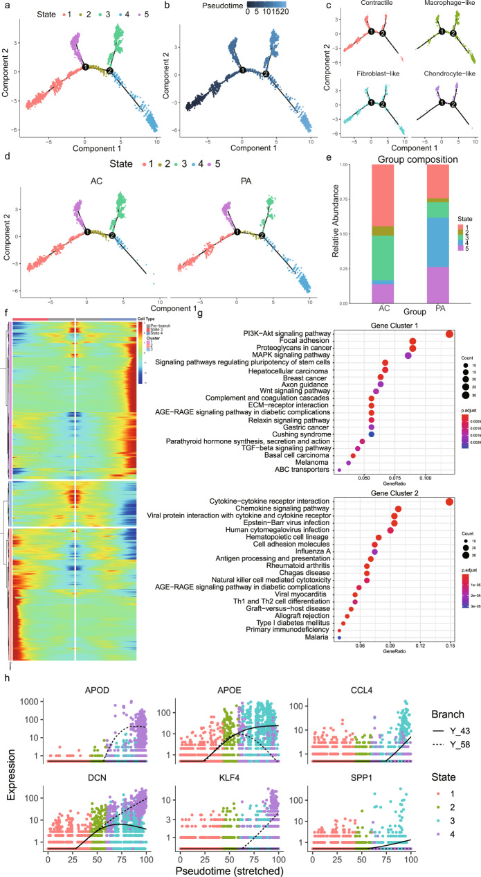 Macrophages regulate vascular smooth muscle cell function during atherosclerosis progression ...