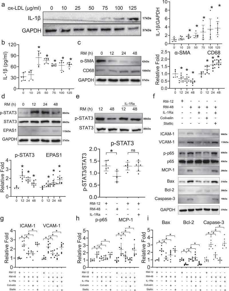 Macrophages regulate vascular smooth muscle cell function during atherosclerosis progression ...