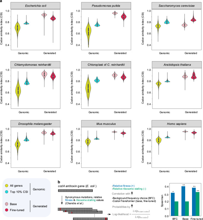 CodonTransformer: a multispecies codon optimizer using context-aware neural networks - PMC