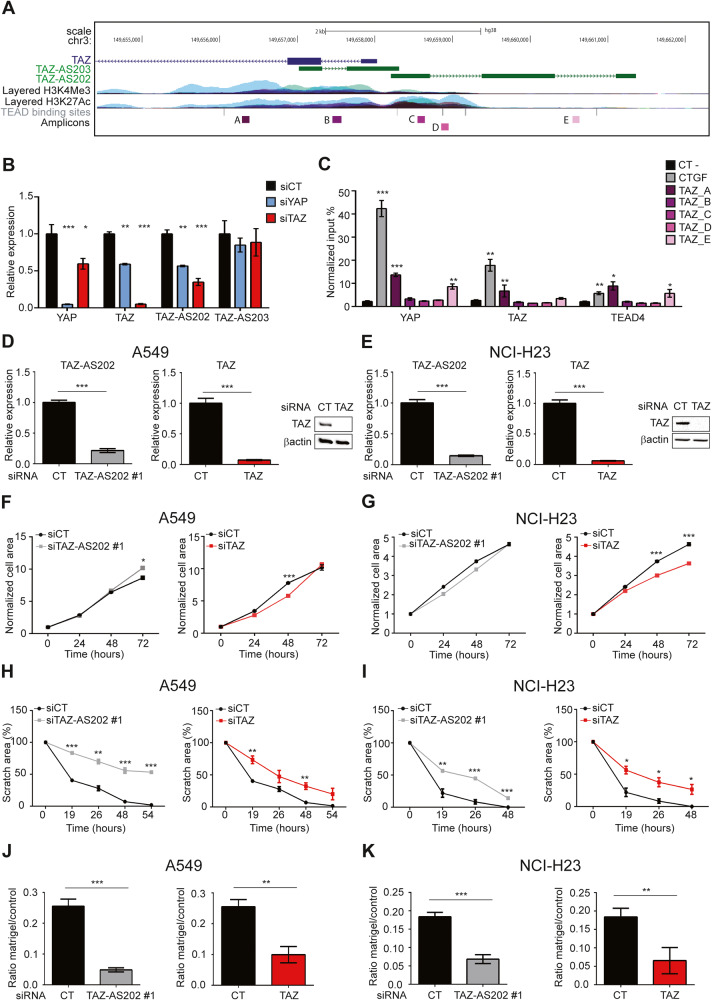 The long non-coding RNA TAZ-AS202 promotes lung cancer progression via ...