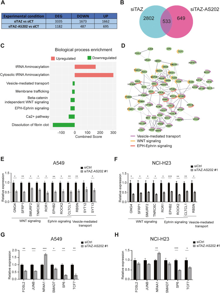 The long non-coding RNA TAZ-AS202 promotes lung cancer progression via ...