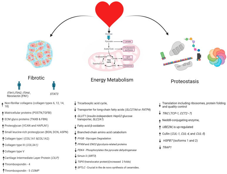 Sex Related Differences In The Pathophysiology Cardiac Imaging And