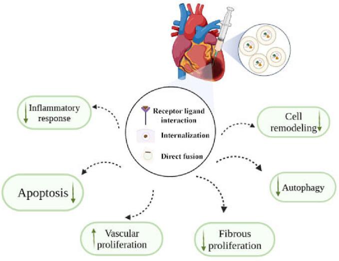 Stem cells-derived exosomes as cardiac regenerative agents - PMC