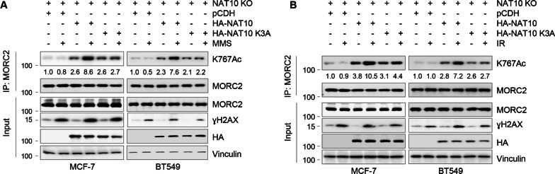 Poly(ADP-ribosyl)ation of acetyltransferase NAT10 by PARP1 is required for its nucleoplasmic ...