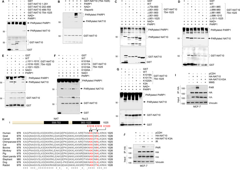 Poly(ADP-ribosyl)ation of acetyltransferase NAT10 by PARP1 is required for its nucleoplasmic ...