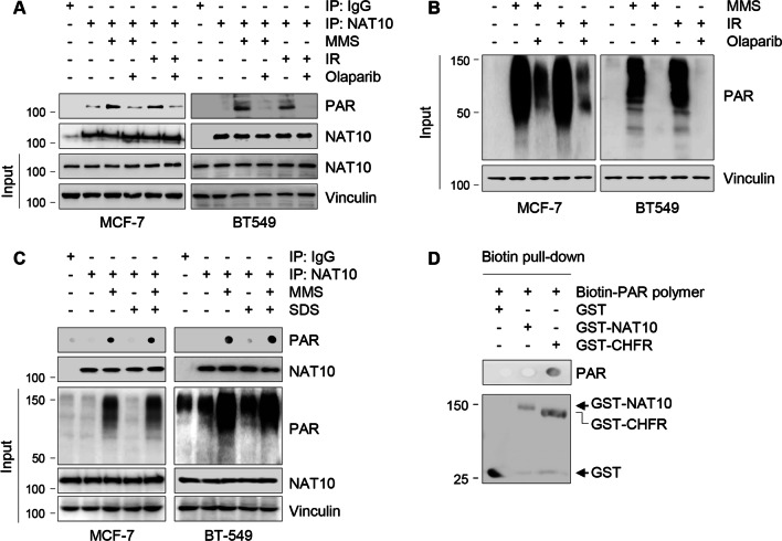 Poly(ADP-ribosyl)ation of acetyltransferase NAT10 by PARP1 is required for its nucleoplasmic ...