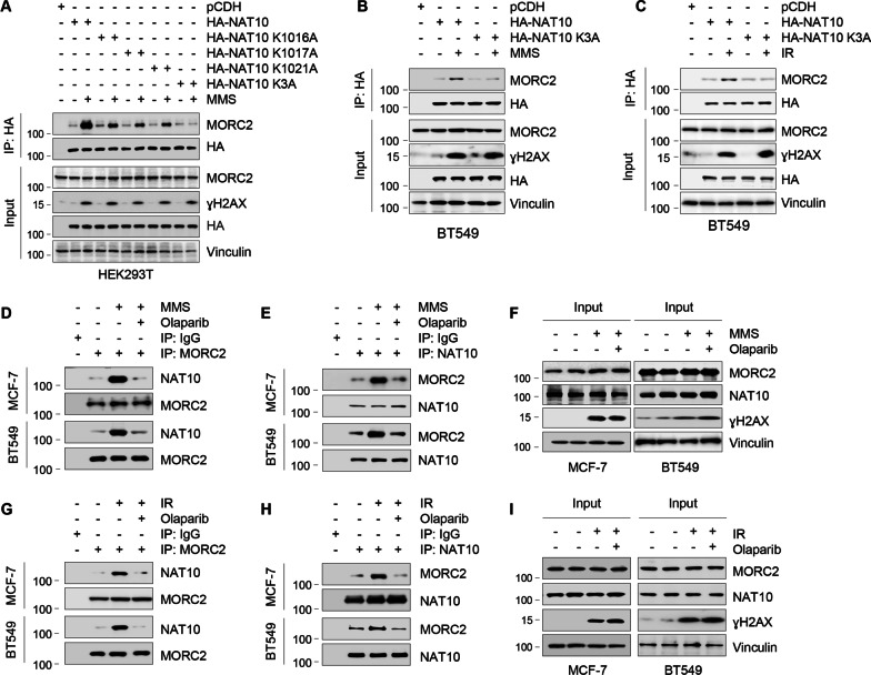 Poly(ADP-ribosyl)ation of acetyltransferase NAT10 by PARP1 is required for its nucleoplasmic ...