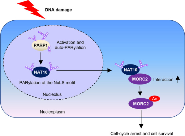 Poly(ADP-ribosyl)ation of acetyltransferase NAT10 by PARP1 is required for its nucleoplasmic ...