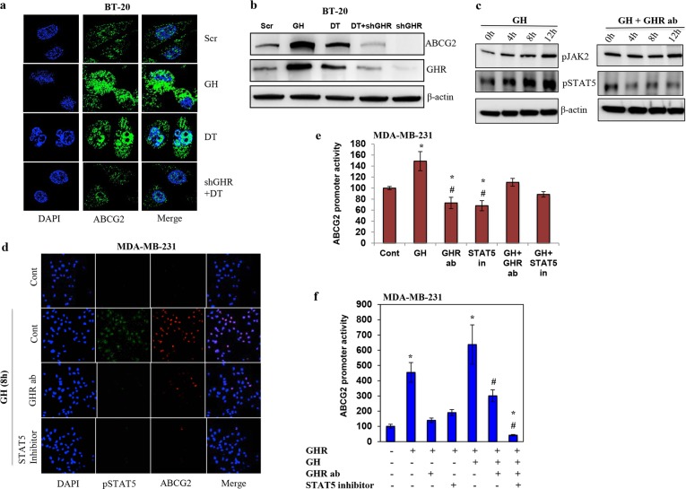Silencing growth hormone receptor inhibits estrogen receptor negative breast cancer through ATP ...