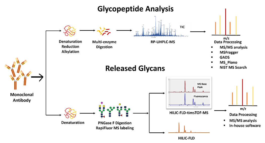 Comparison of N-glycopeptide to released N-glycan abundances and the influence of glycopeptide ...