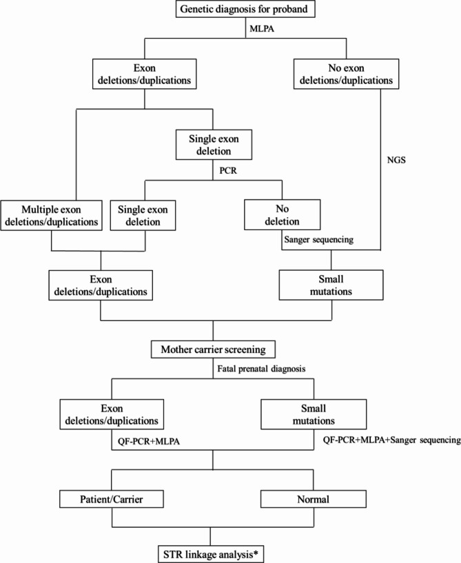 Prenatal diagnosis of 1408 foetuses at risk of DMD/BMD by MLPA and Sanger sequencing combined ...