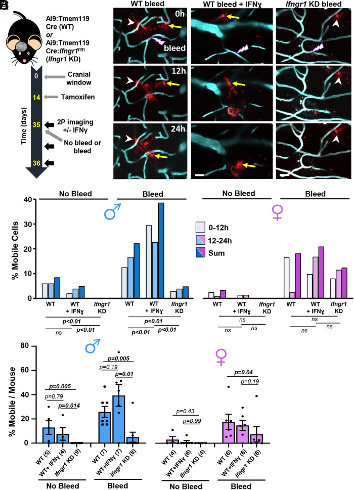 Sex And Interferon Gamma Signaling Regulate Microglia Migration In The
