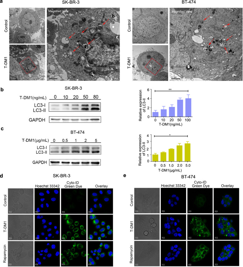 The role of autophagy in the cytotoxicity induced by trastuzumab emtansine (T-DM1) in HER2 ...