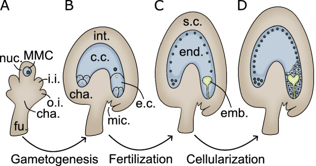 Hormonal regulation and crosstalk during early endosperm and seed coat development - PMC