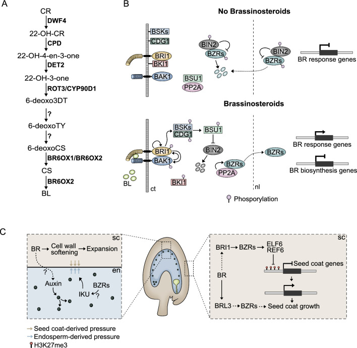 Hormonal regulation and crosstalk during early endosperm and seed coat development - PMC