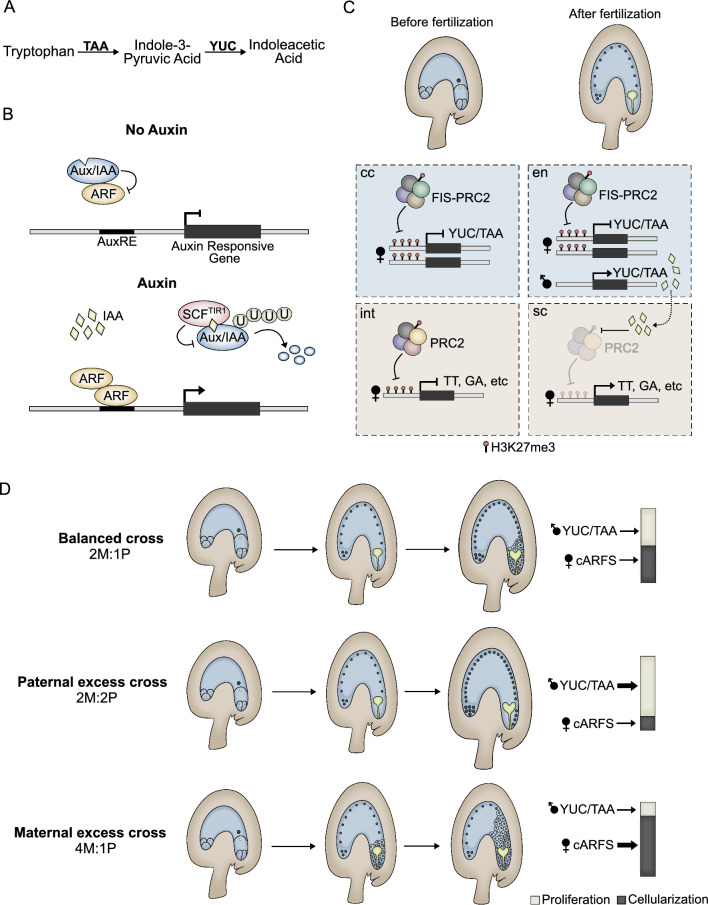 Hormonal regulation and crosstalk during early endosperm and seed coat development - PMC