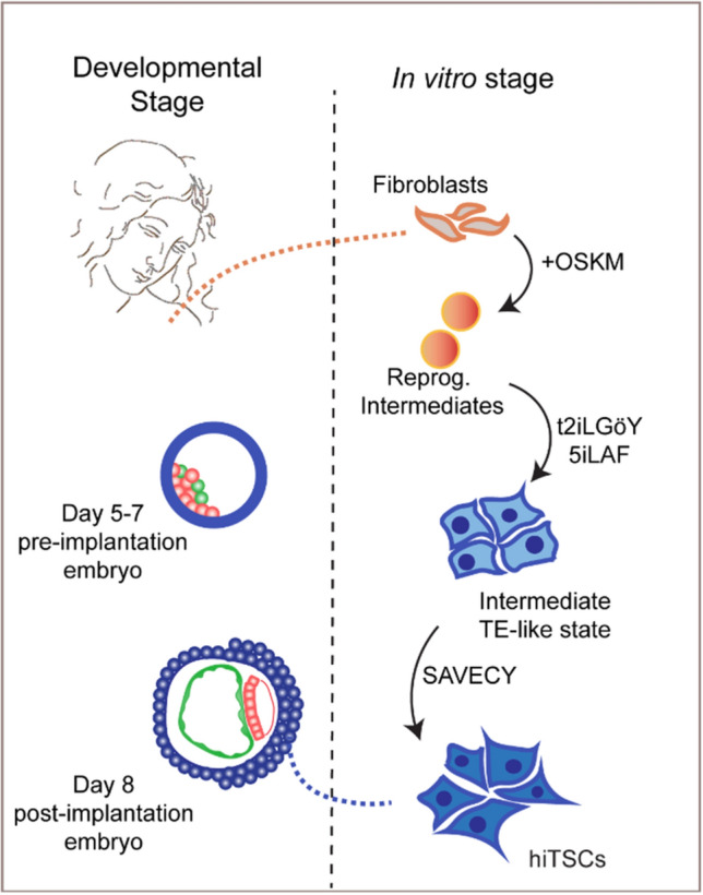 Accessing the human trophoblast stem cell state from pluripotent and ...