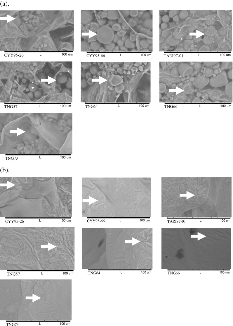 Studies of sugar composition and starch morphology of baked sweet potatoes (Ipomoea batatas (L ...