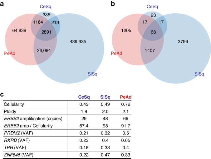 Transdifferentiation of cervical squamous cell carcinoma with ERBB2 amplification to ...