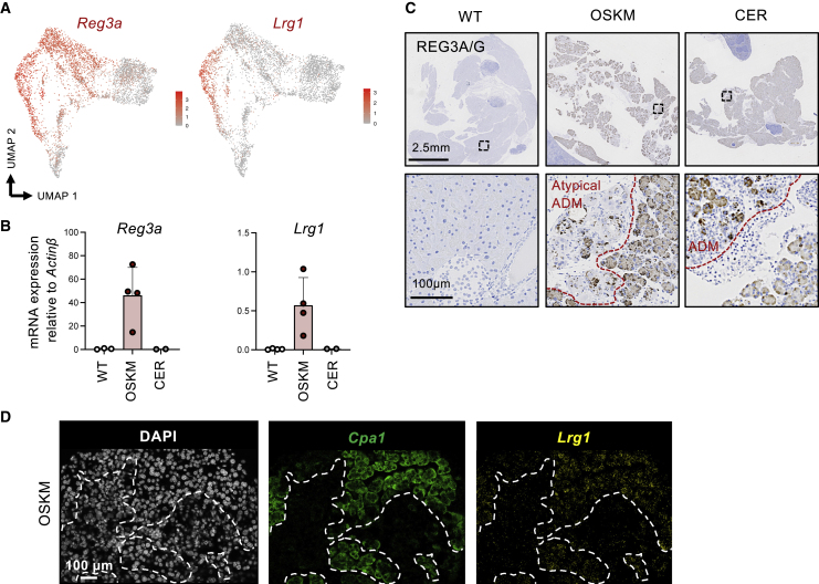 Deciphering the roadmap of in vivo reprogramming toward pluripotency - PMC