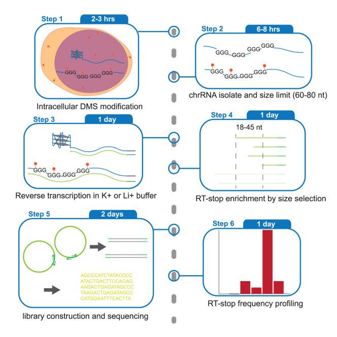 Protocol for mapping RNA G-quadruplex for chromatin-bound RNA using d-rG4-seq - PMC