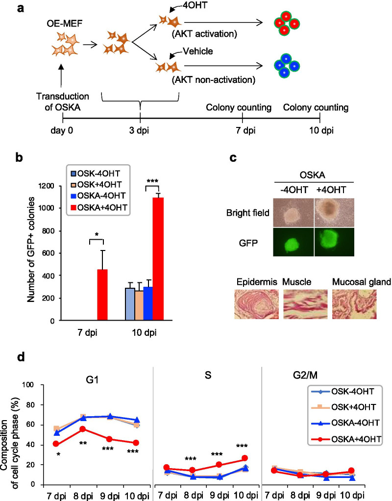 AKT signaling is associated with epigenetic reprogramming via the ...