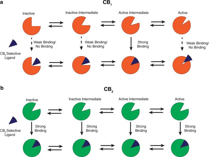 Distinct activation mechanisms regulate subtype selectivity of Cannabinoid receptors - PMC