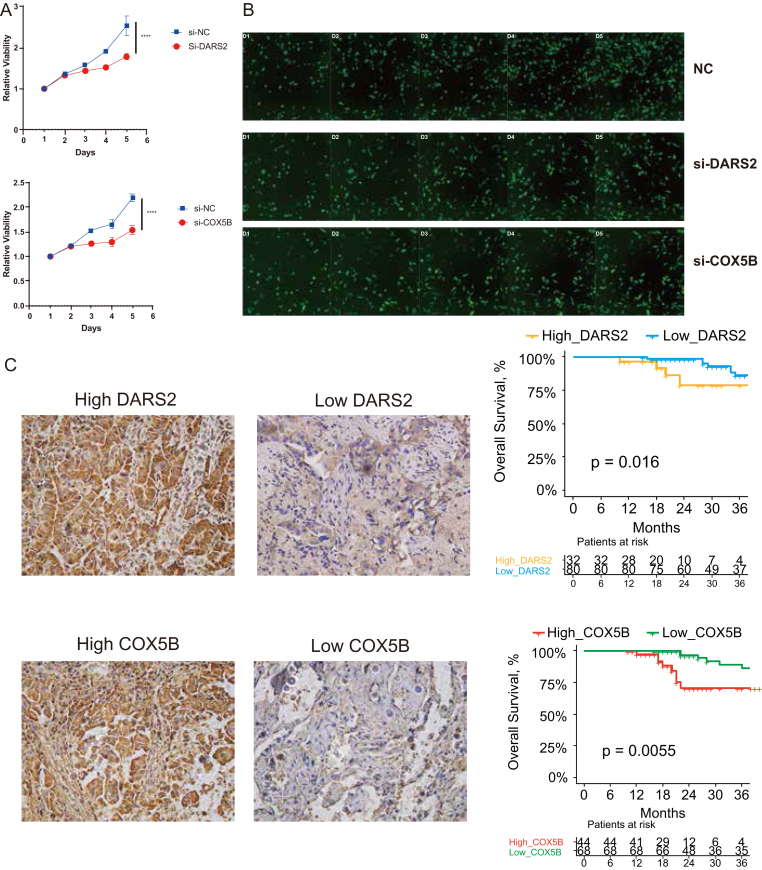 Identification and validation of the mitochondrial function related hub genes by unsupervised ...