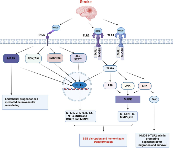 HMGB1: A New Target for Ischemic Stroke and Hemorrhagic Transformation - PMC