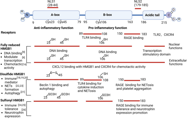 HMGB1: A New Target for Ischemic Stroke and Hemorrhagic Transformation - PMC