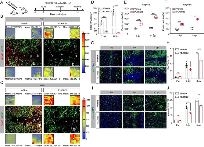 Fascin-1 limits myosin activity in microglia to control mechanical ...
