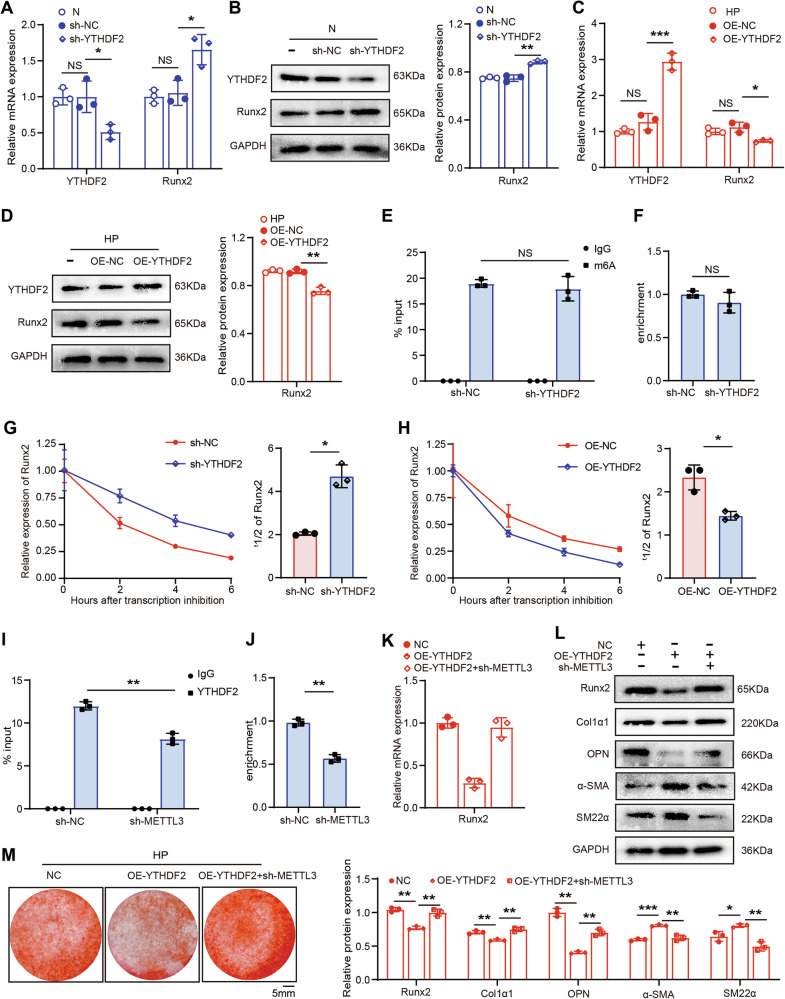 METTL3 obstructs vascular smooth muscle cells osteogenic reprogramming by methylating Runx2 in ...