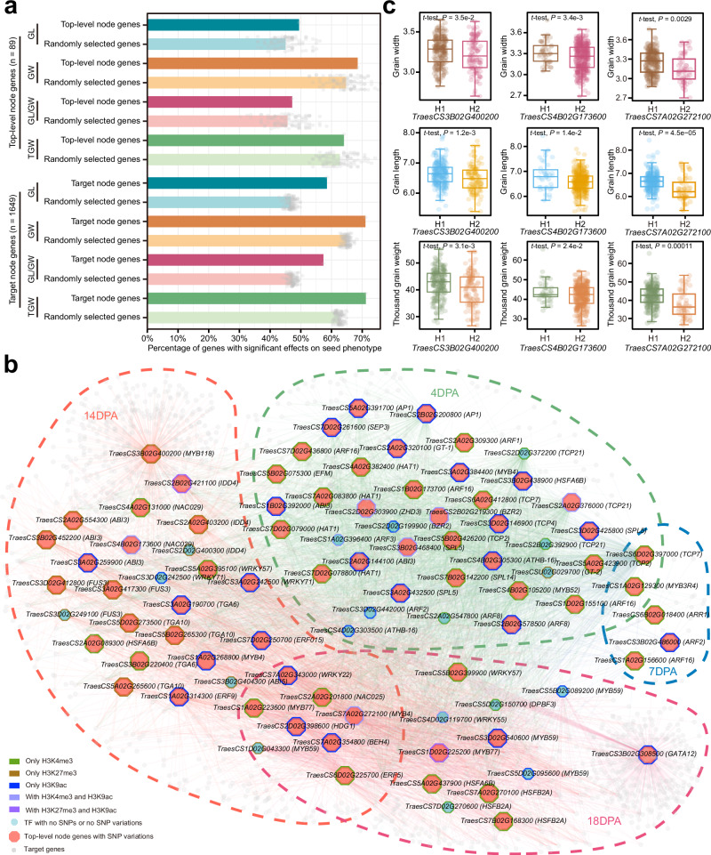 Dynamic atlas of histone modifications and gene regulatory networks in endosperm of bread wheat ...