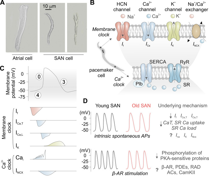 Aging and sinus node dysfunction: mechanisms and future directions - PMC