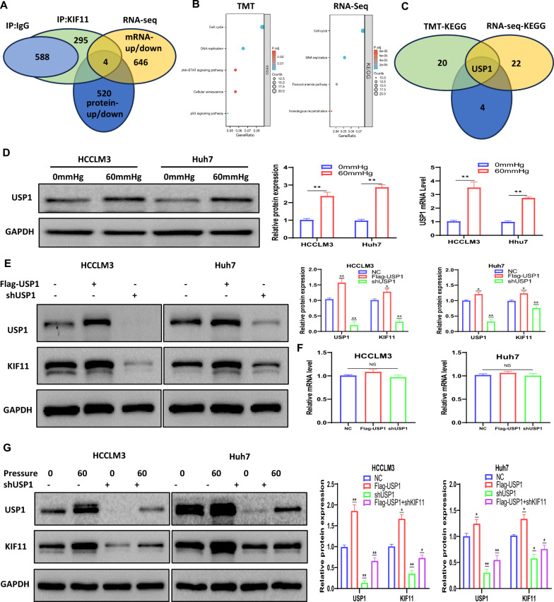 High interstitial fluid pressure enhances USP1-dependent KIF11 protein ...
