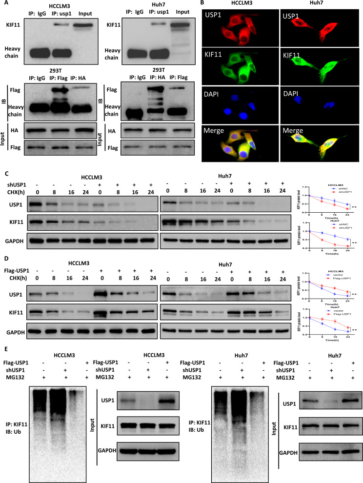 High interstitial fluid pressure enhances USP1-dependent KIF11 protein ...