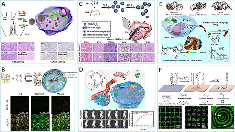 Exploring the diverse biomedical applications of programmable and multifunctional DNA ...