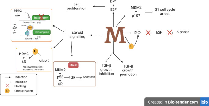 MDM2- an indispensable player in tumorigenesis - PMC