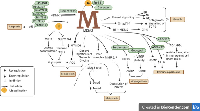 MDM2- an indispensable player in tumorigenesis - PMC