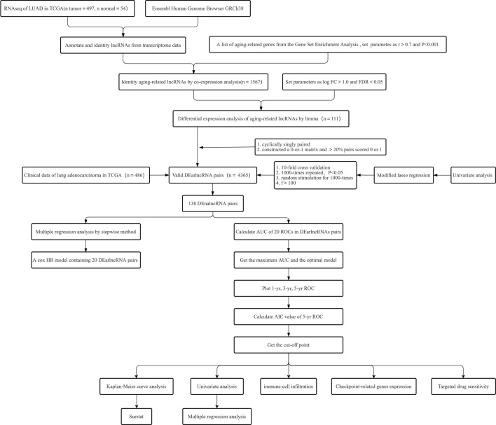 A risk stratification and prognostic prediction model for lung adenocarcinoma based on aging ...
