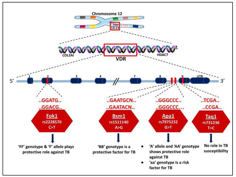An Updated Trial Sequential Meta-analysis of Vitamin D Receptor Gene Polymorphism (Fok1, Bsm1 ...