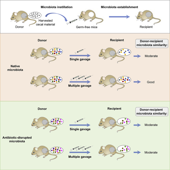 Establishment of murine gut microbiota in gnotobiotic mice - PMC