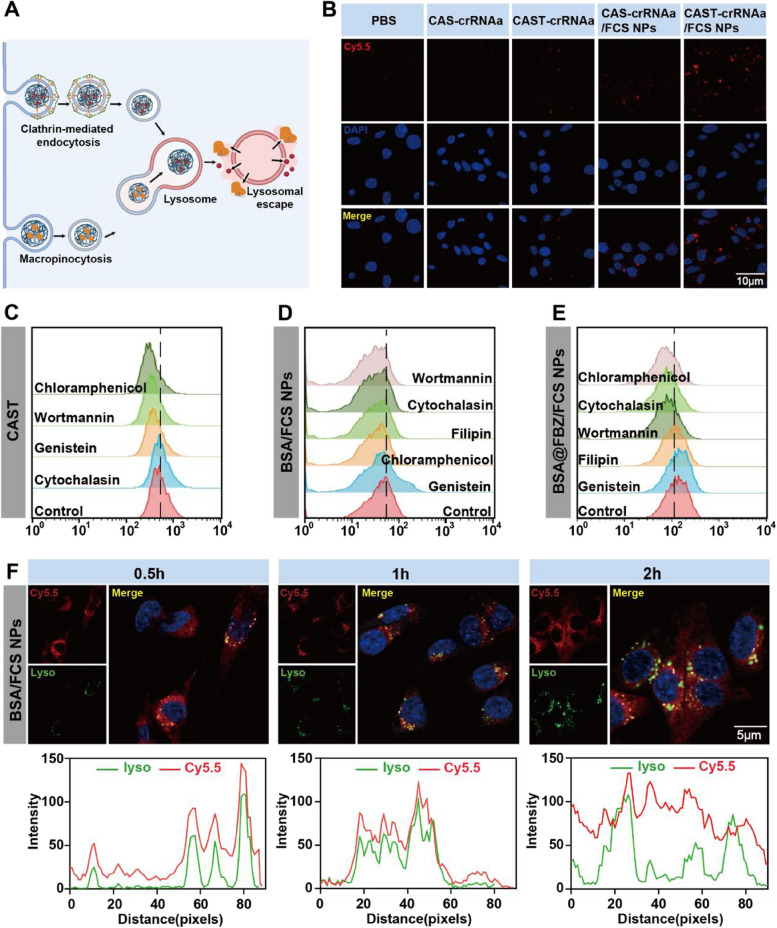 Synergistic intravesical instillation for bladder cancer: CRISPR-Cas13a and fenbendazole ...
