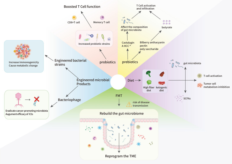 Critical role of the gut microbiota in immune responses and cancer immunotherapy - PMC