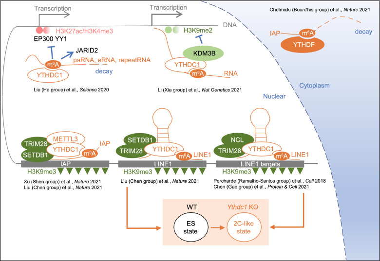 Rna M6a Meets Transposable Elements And Chromatin Pmc