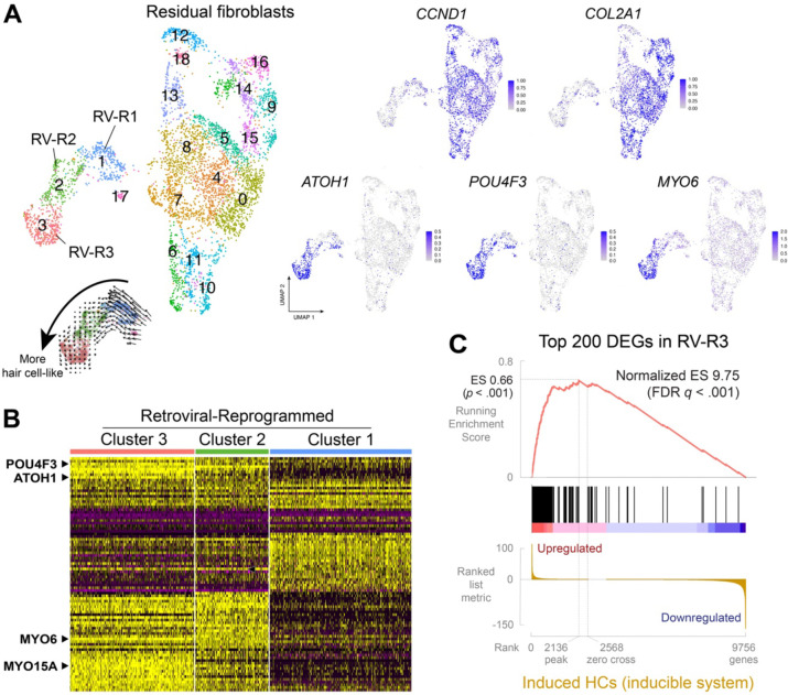 Inducible, virus-free direct lineage reprogramming enhances scalable generation of human inner ...