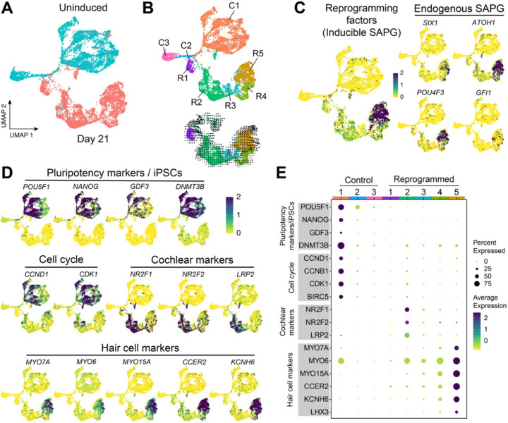 Inducible, virus-free direct lineage reprogramming enhances scalable ...