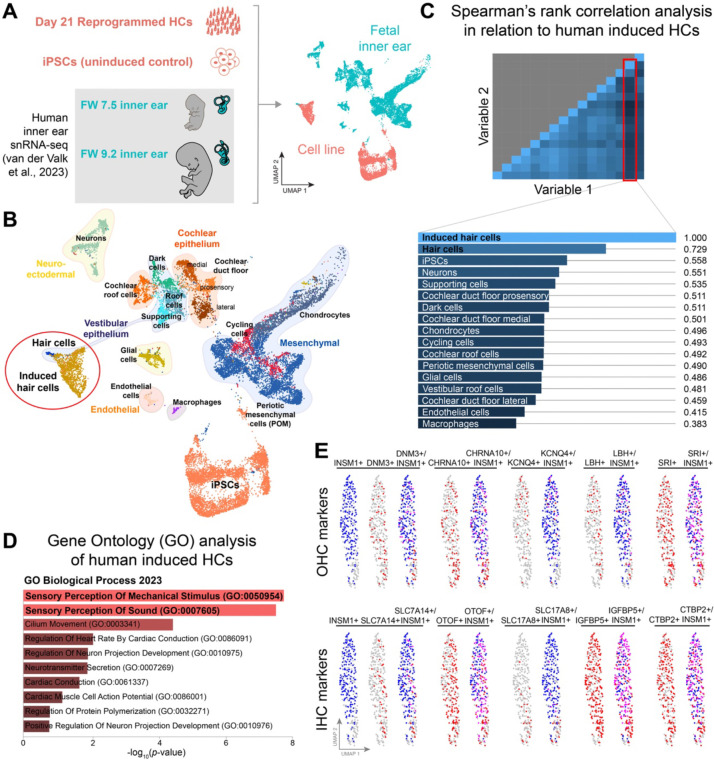 Inducible, virus-free direct lineage reprogramming enhances scalable generation of human inner ...
